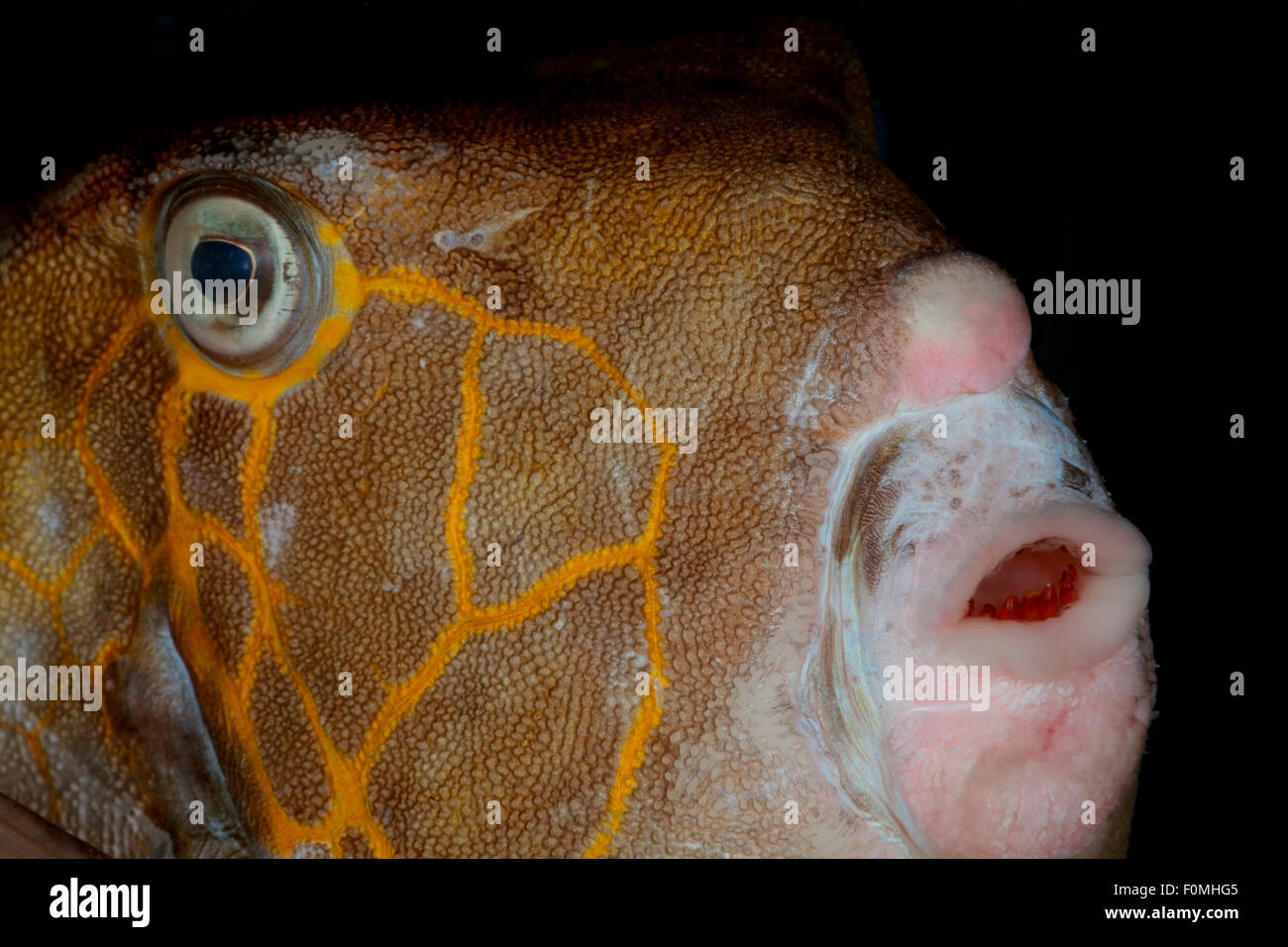 CLOSE-UP VIEW OF BOXFISH FACE WITH DARK BACKGROUND Stock Photo - Alamy