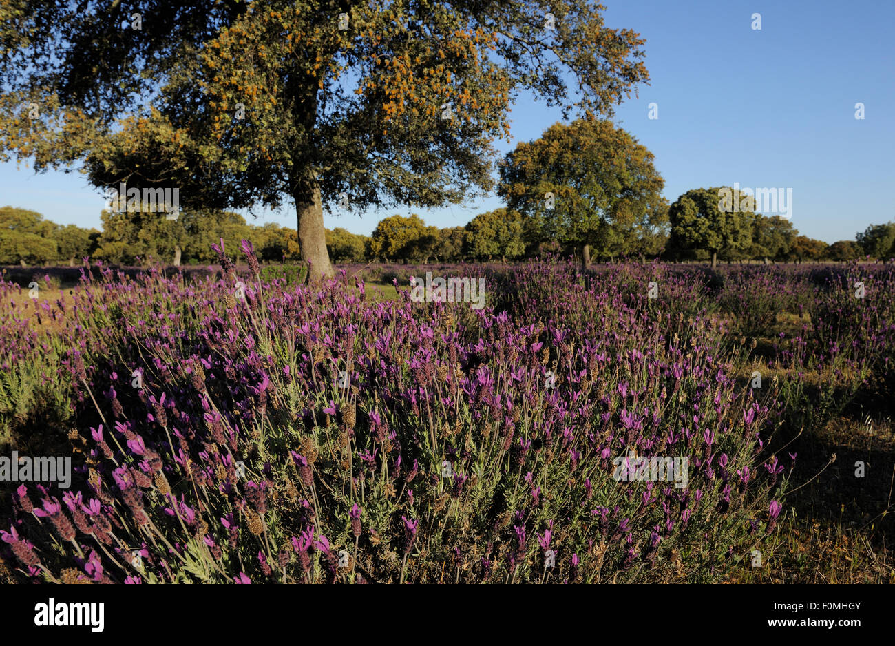 French / Spanish lavender (Lavandula stoechas) in flower with Holm oak ...