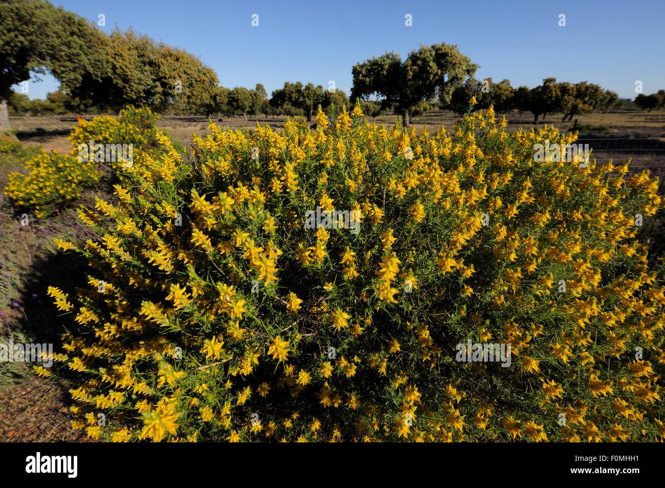 Spanish gorse (Genista hispanica) flowering with Holm oak trees ...