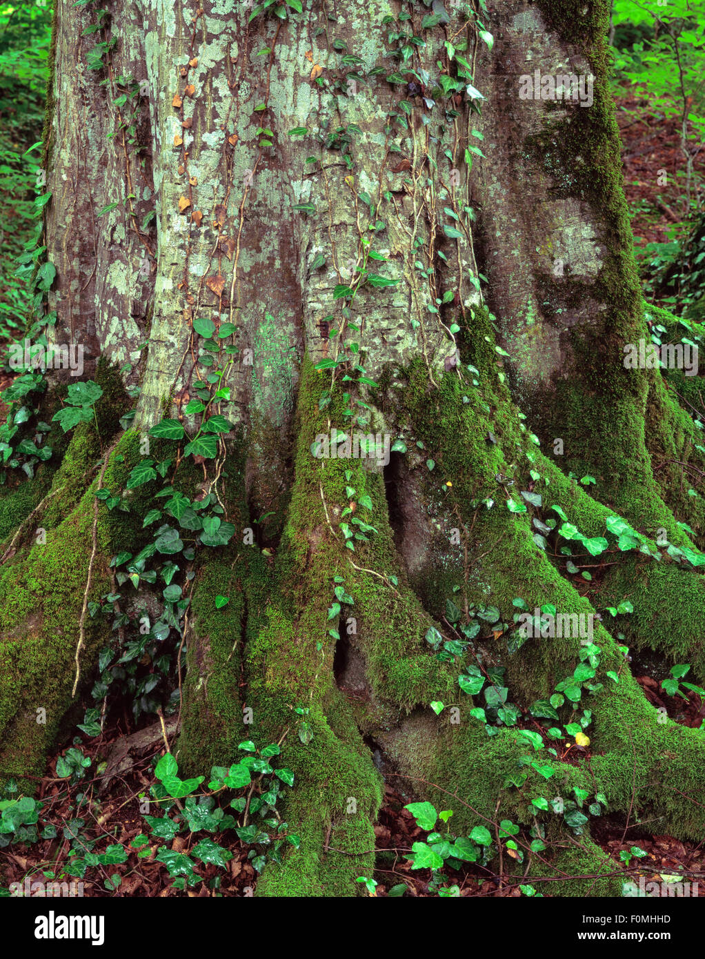 Old Beech tree (Fagus sp) trunk, Lagodekhi National Park, Georgia, May ...