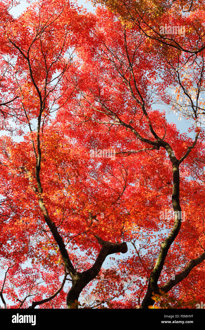 Colourful trees japan hi-res stock photography and images - Alamy