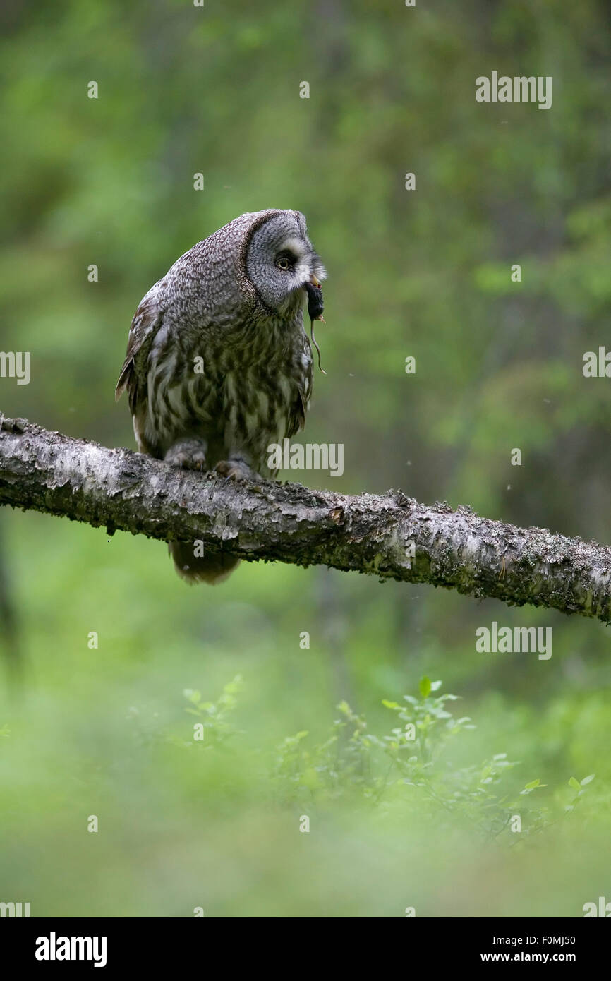 Great grey owl (Strix nebulosa) perched on branch in boreal forest with ...