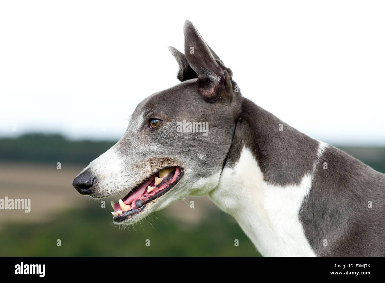 Lurcher Dog Head High Resolution Stock Photography and Images - Alamy