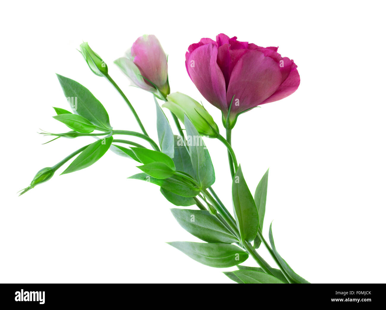 Lisianthus eustoma Cut Out Stock Images & Pictures - Alamy