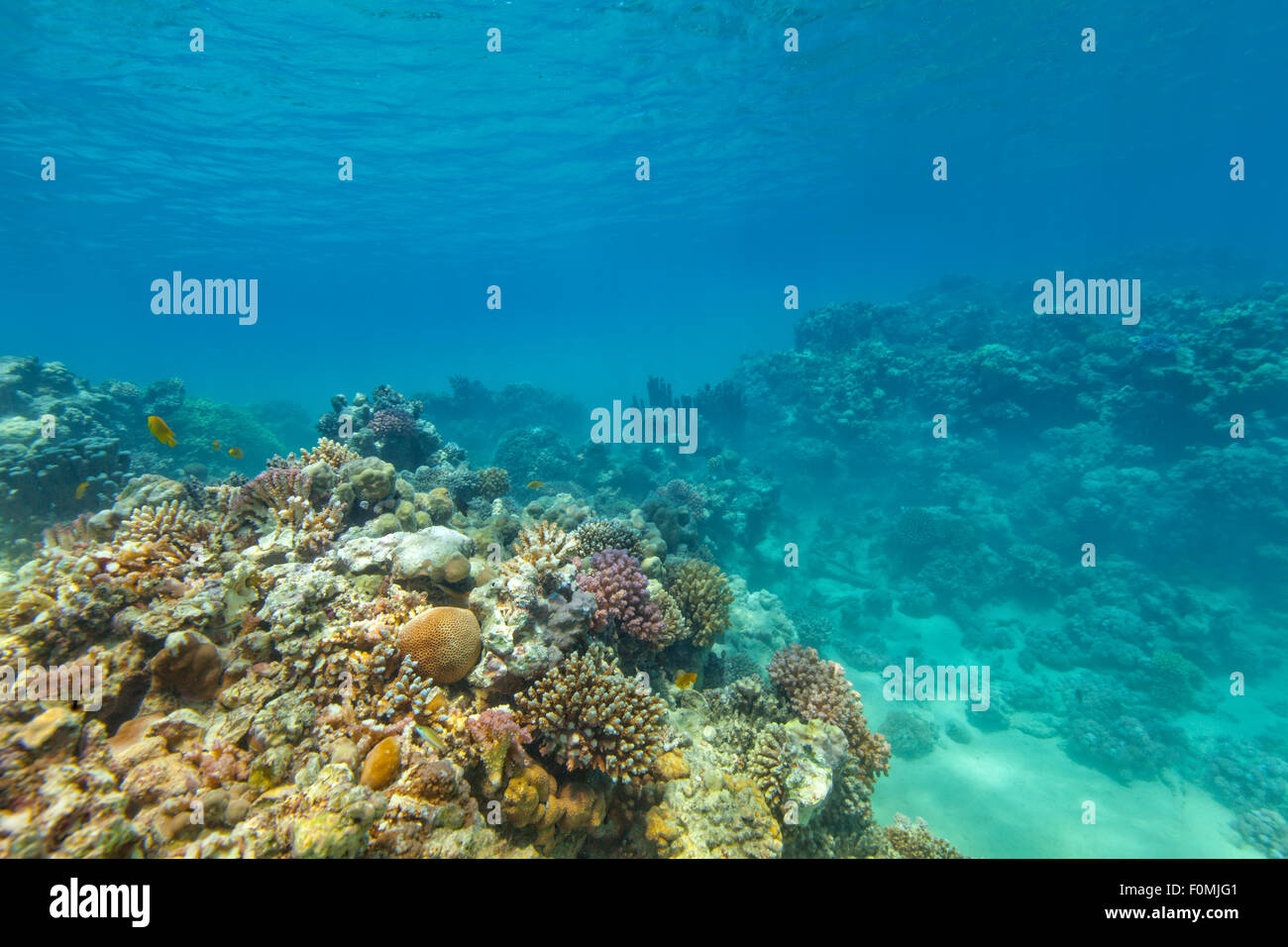 Reef horizontal hi-res stock photography and images - Alamy