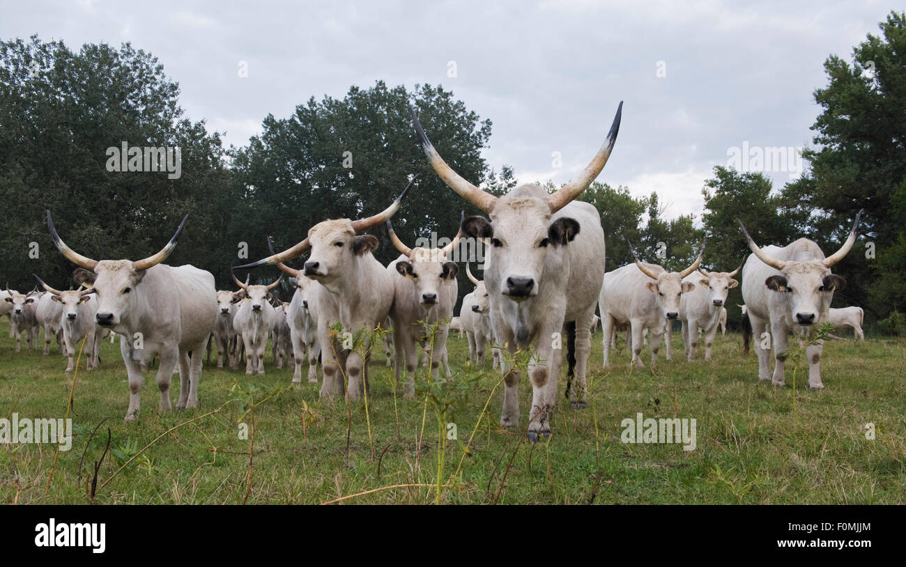 Hungarian grey cattle herd in field, Mohacs, Béda-Karapancsa, Duna ...