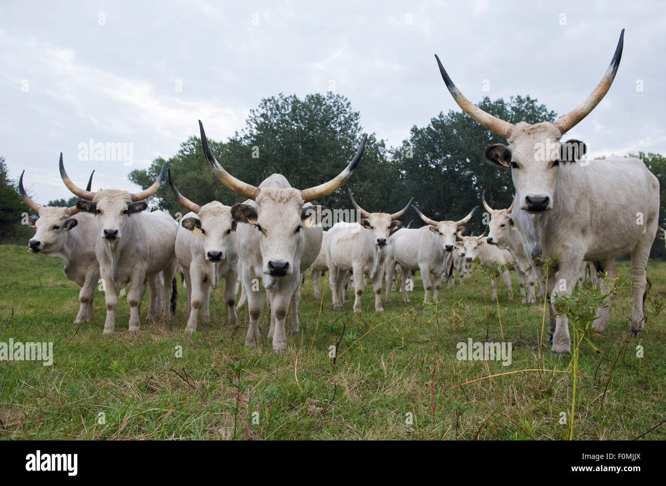 Hungarian national groups hi-res stock photography and images - Alamy