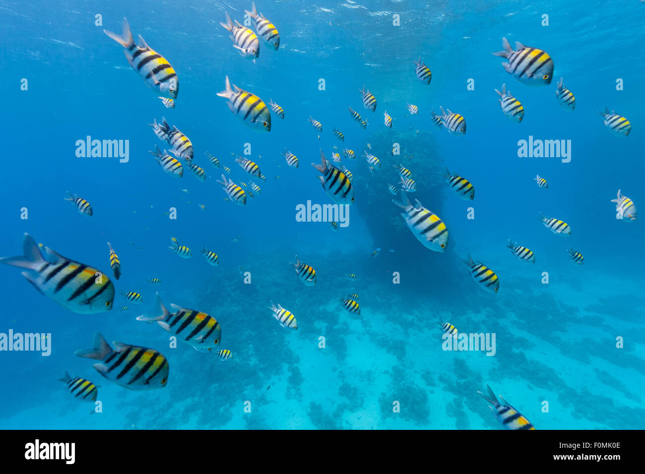 Underwater flock of fish Stock Photo - Alamy