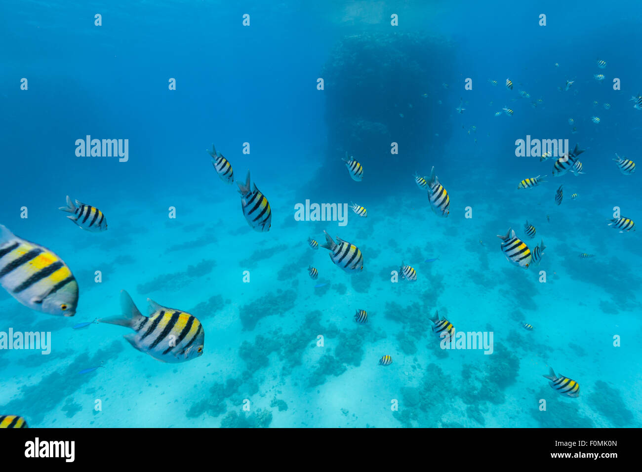 Underwater flock of fish Stock Photo - Alamy
