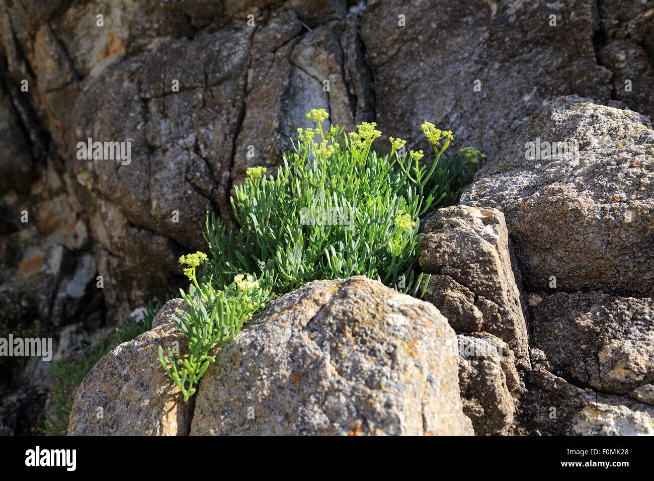 Clinging plants hi-res stock photography and images - Alamy