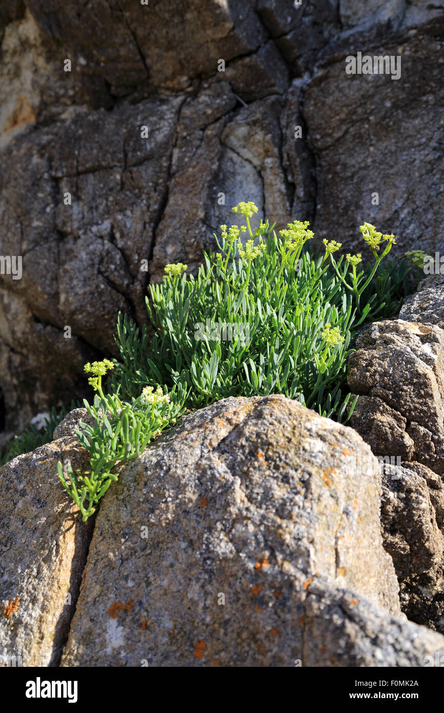 Clinging plants hi-res stock photography and images - Alamy