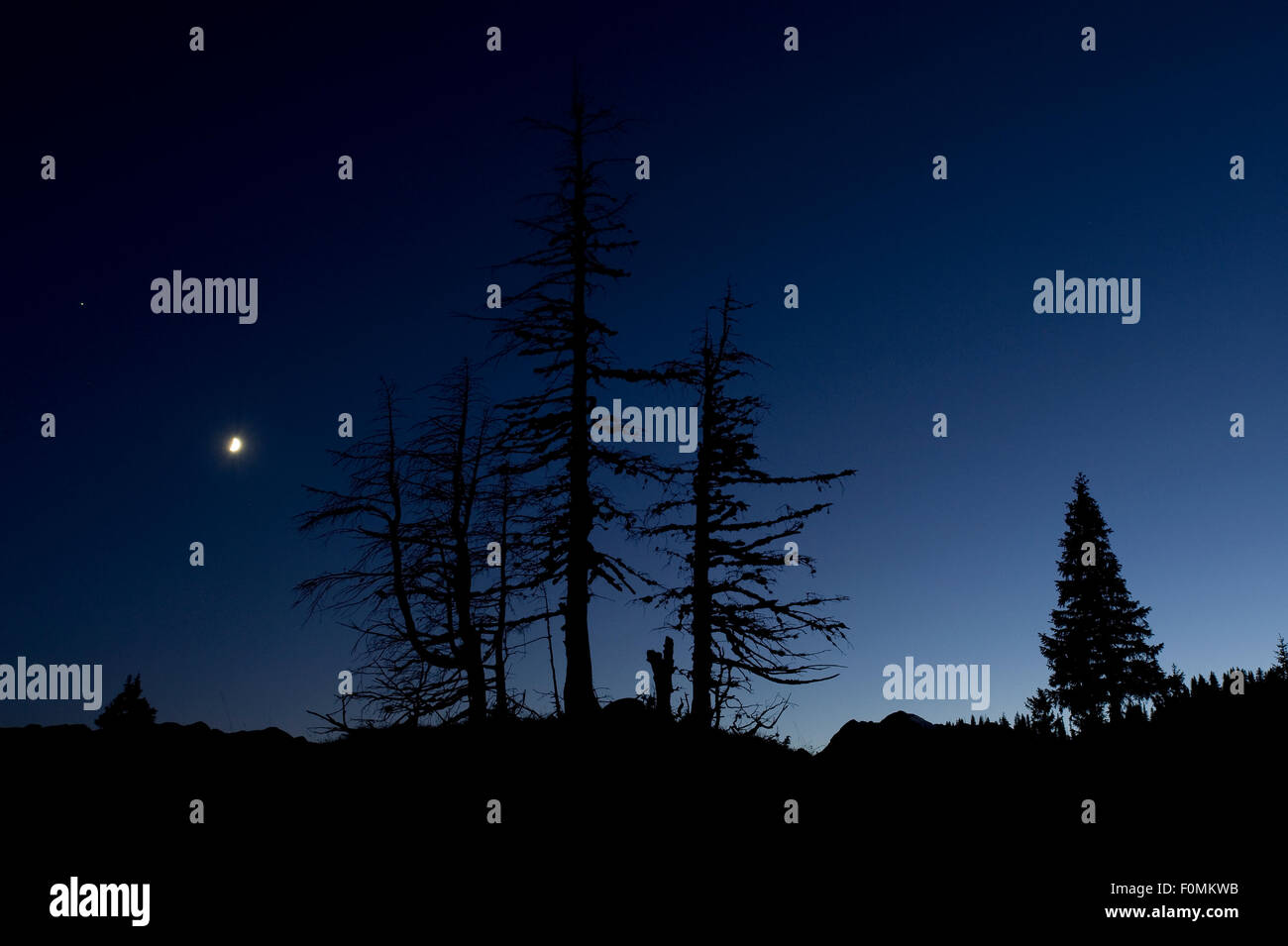 Moon pine trees hi-res stock photography and images - Alamy