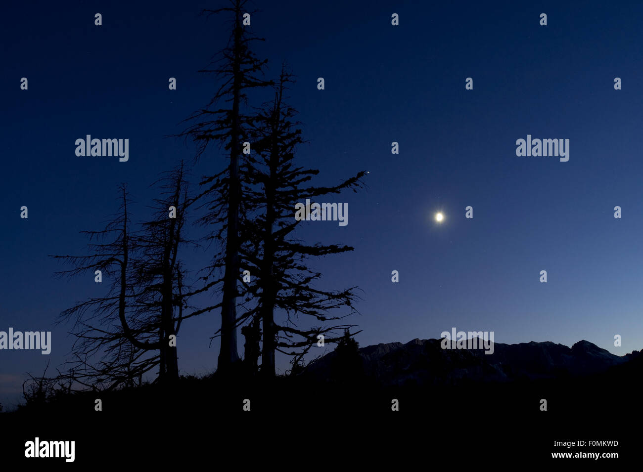 Tree dead moon silhouette hi-res stock photography and images - Alamy