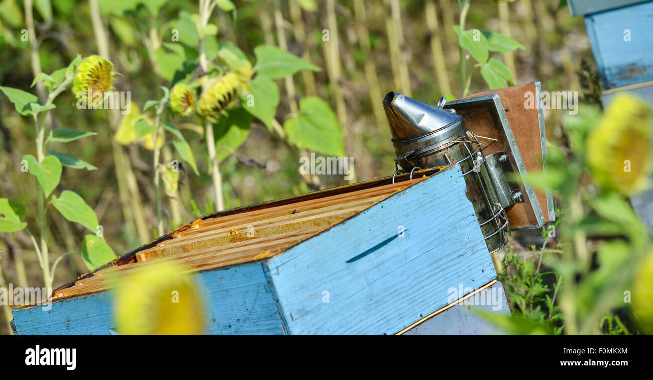 Bee Keeper Working with Bee Hives in a sunflower field Stock Photo - Alamy