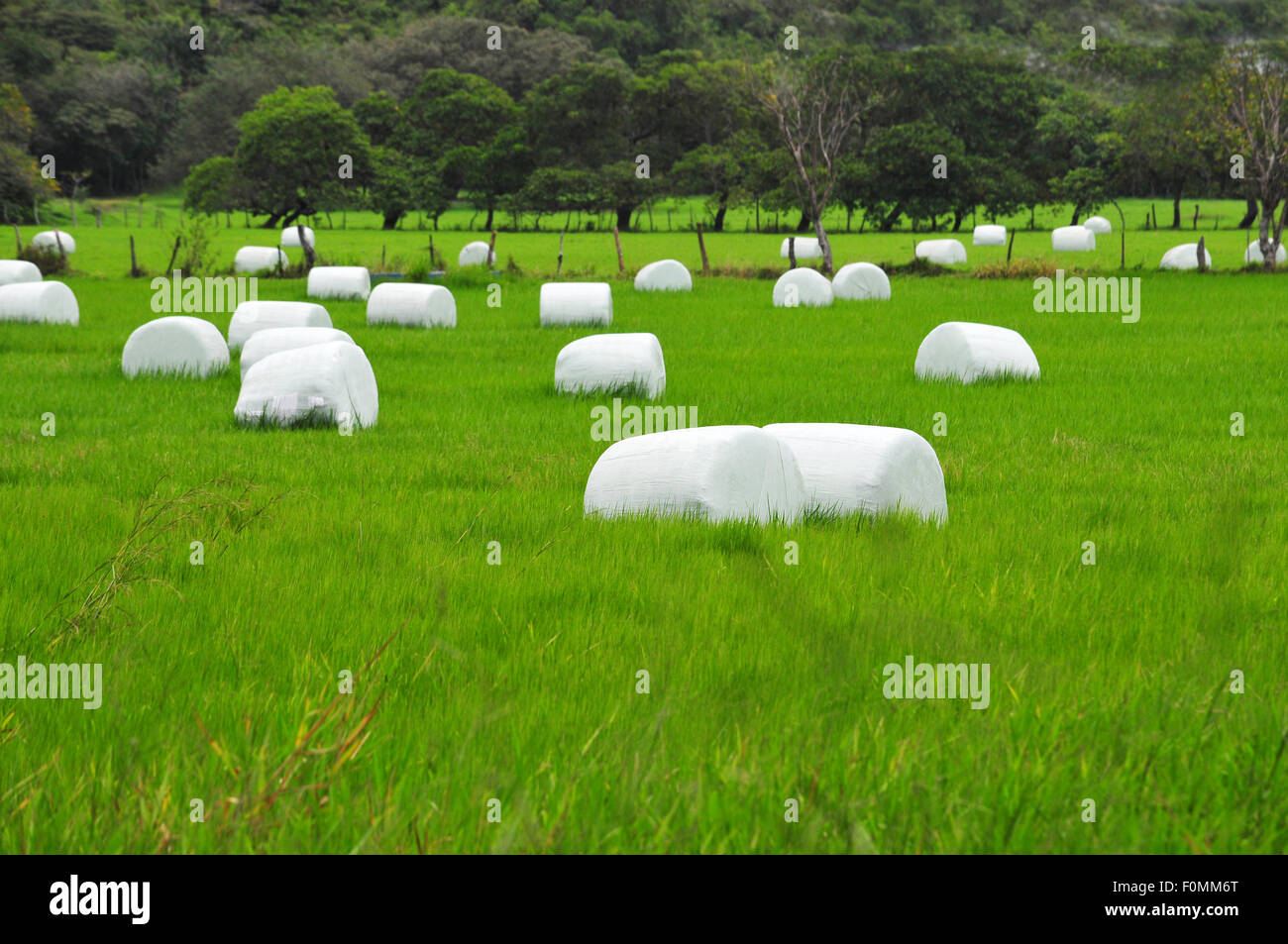 Beautiful pasture field with hay bale rolls Stock Photo - Alamy