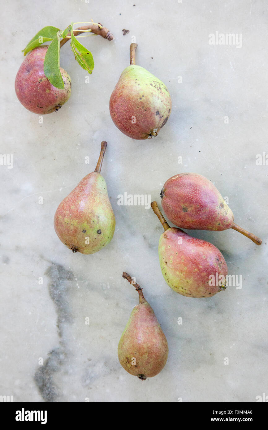 Fresh tree hi-res stock photography and images - Alamy