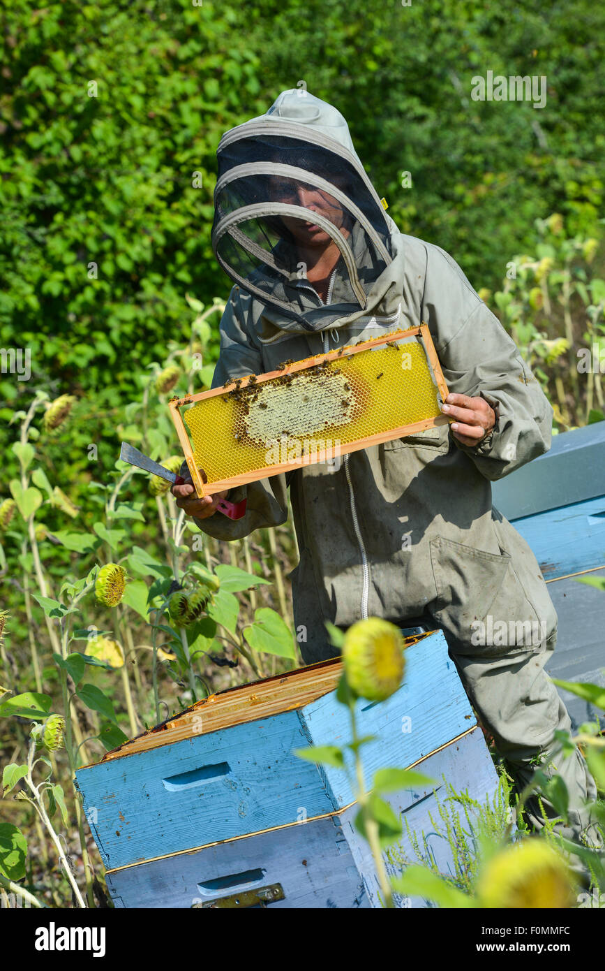 Bee Keeper Working with Bee Hives in a sunflower field Stock Photo - Alamy