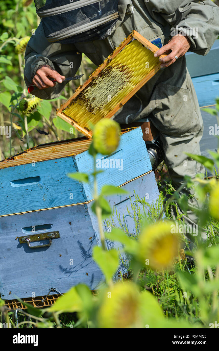 Bee Keeper Working with Bee Hives in a sunflower field Stock Photo - Alamy