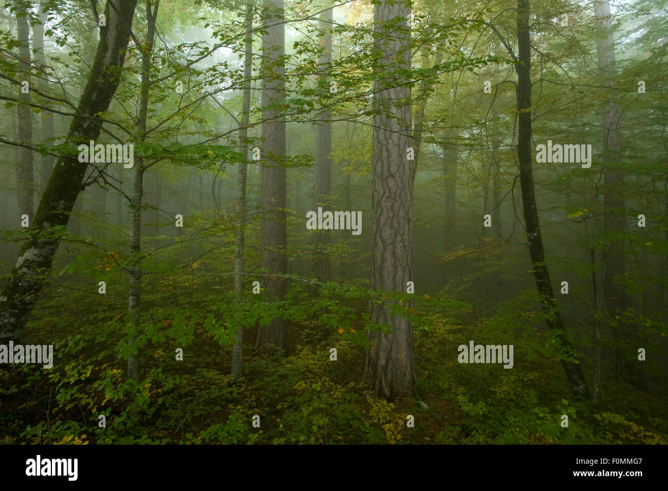 Crna poda hi-res stock photography and images - Alamy