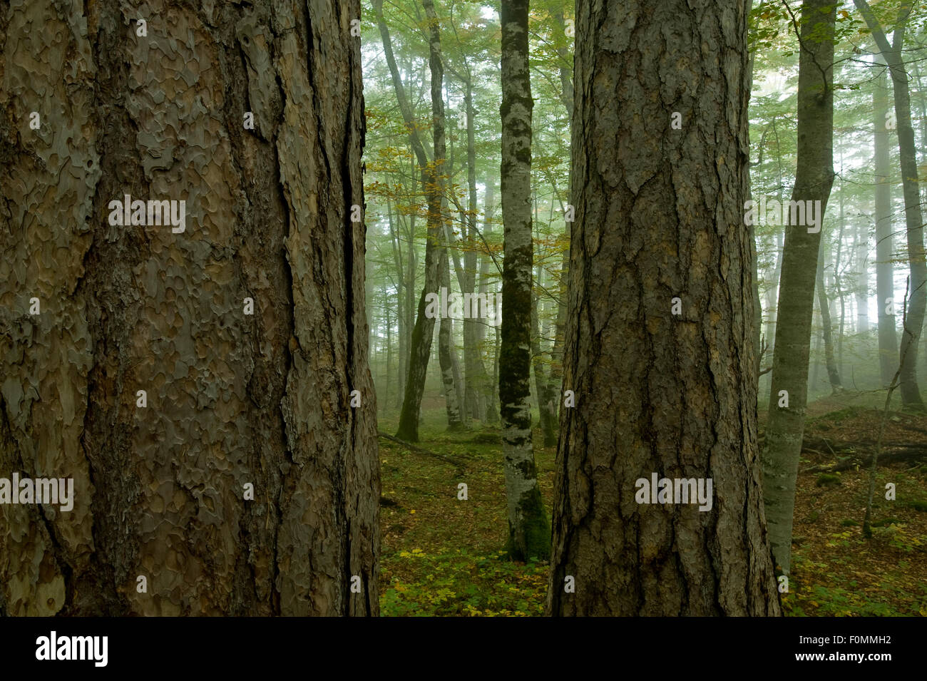 Crna poda hi-res stock photography and images - Alamy