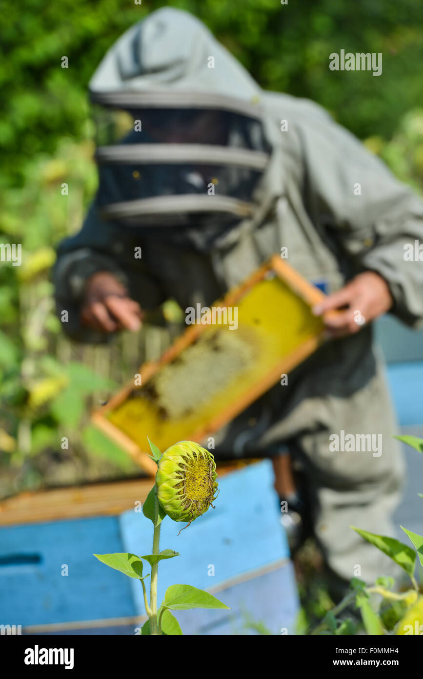 Bee Keeper Working with Bee Hives in a sunflower field Stock Photo - Alamy