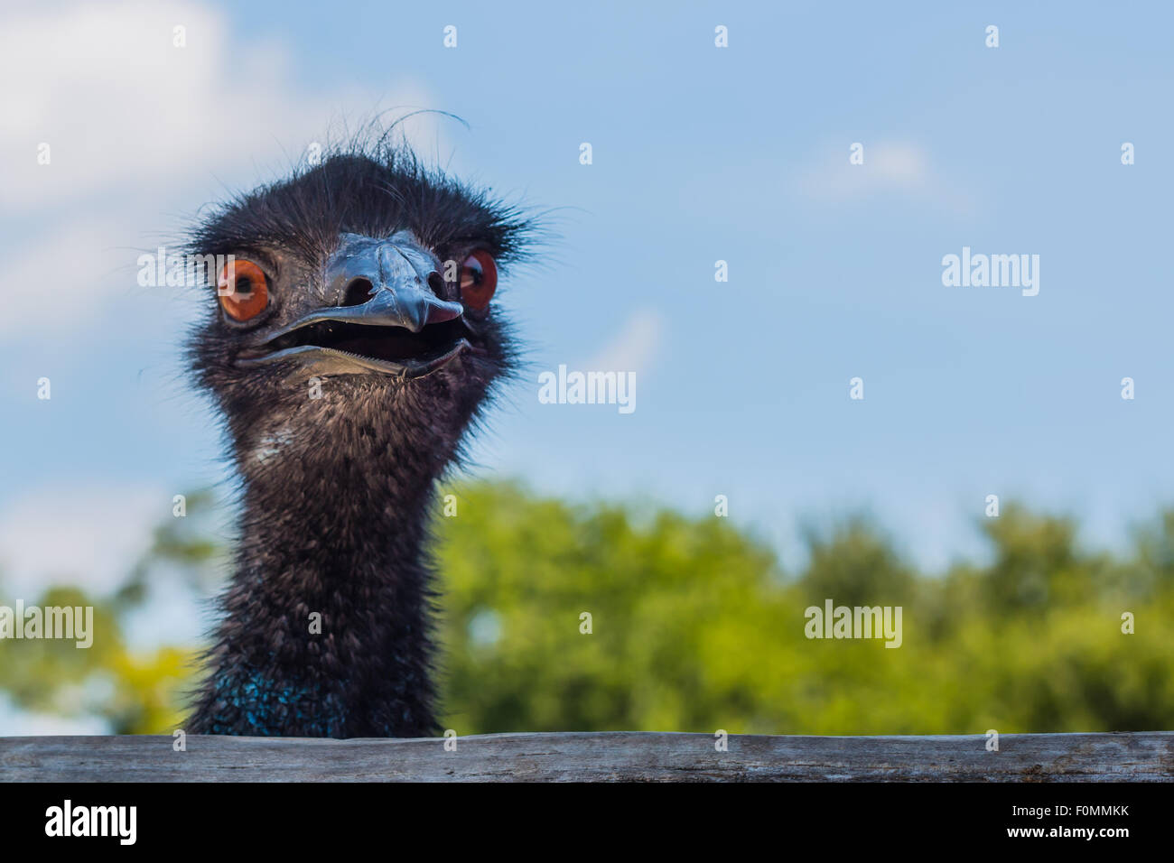 Front view of an emu's head Stock Photo - Alamy