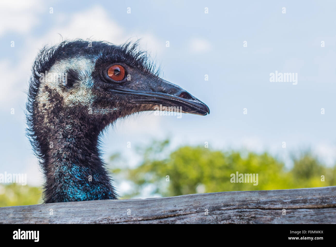 Emu head hi-res stock photography and images - Alamy