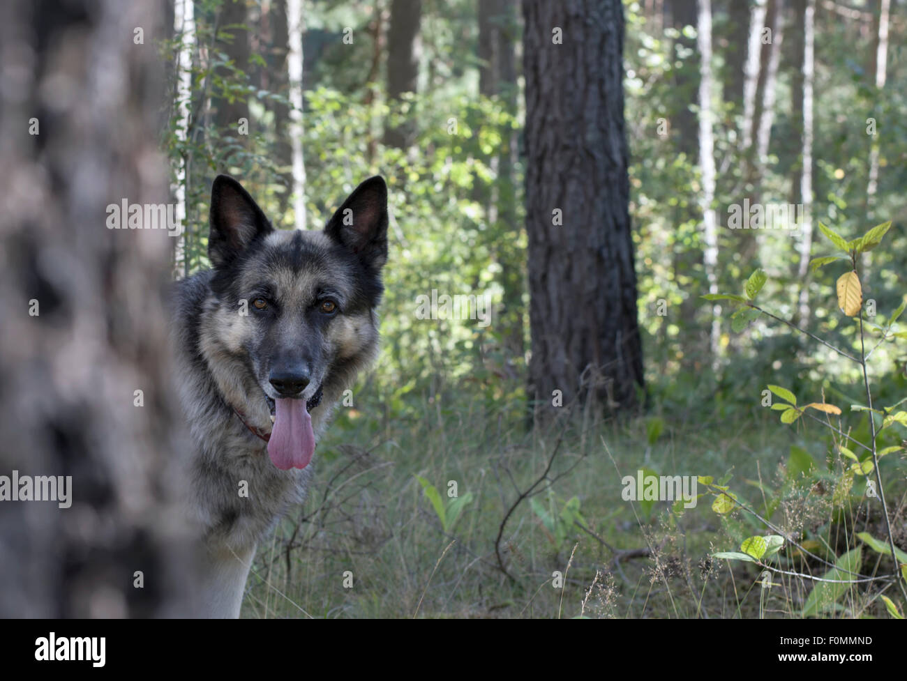 Dog In Forest Stock Photo - Alamy