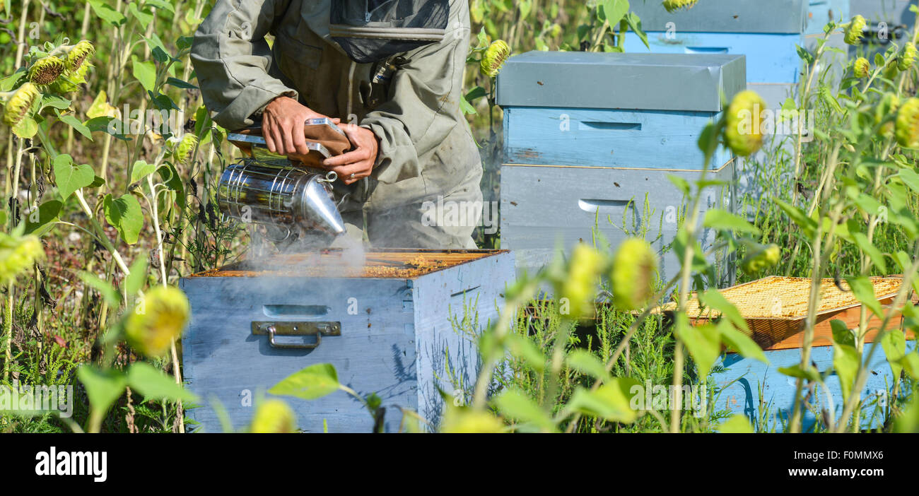Bee Keeper Working with Bee Hives in a sunflower field Stock Photo - Alamy