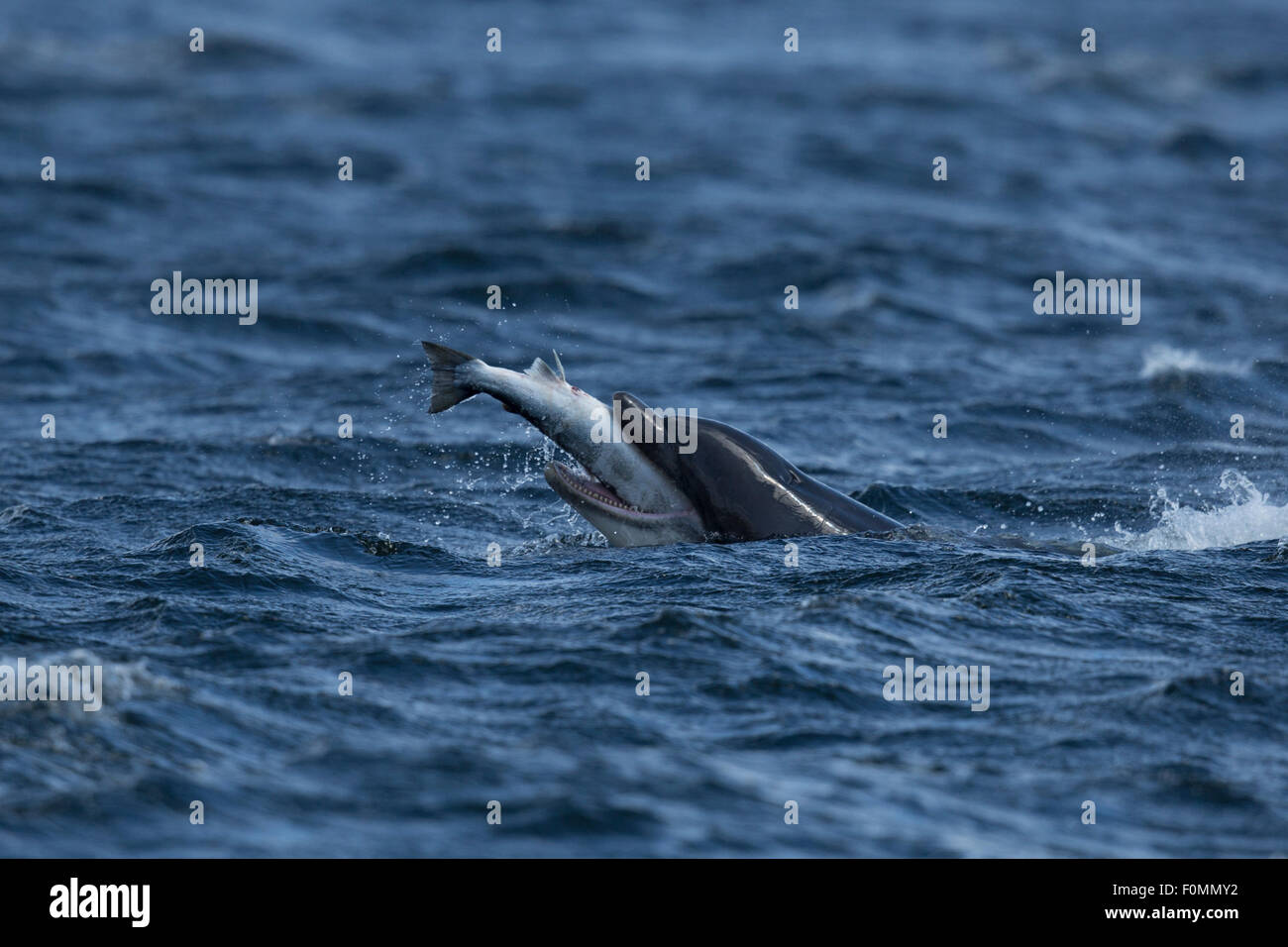 Bottlenose Dolphin hunting salmon in the Moray Firth Stock Photo - Alamy