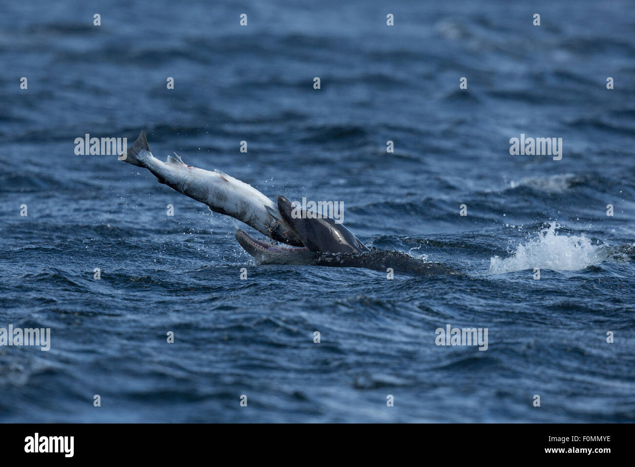 Bottlenose Dolphin hunting salmon in the Moray Firth Stock Photo - Alamy