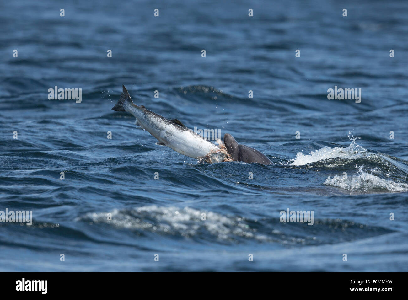 Bottlenose Dolphin hunting salmon in the Moray Firth Stock Photo - Alamy