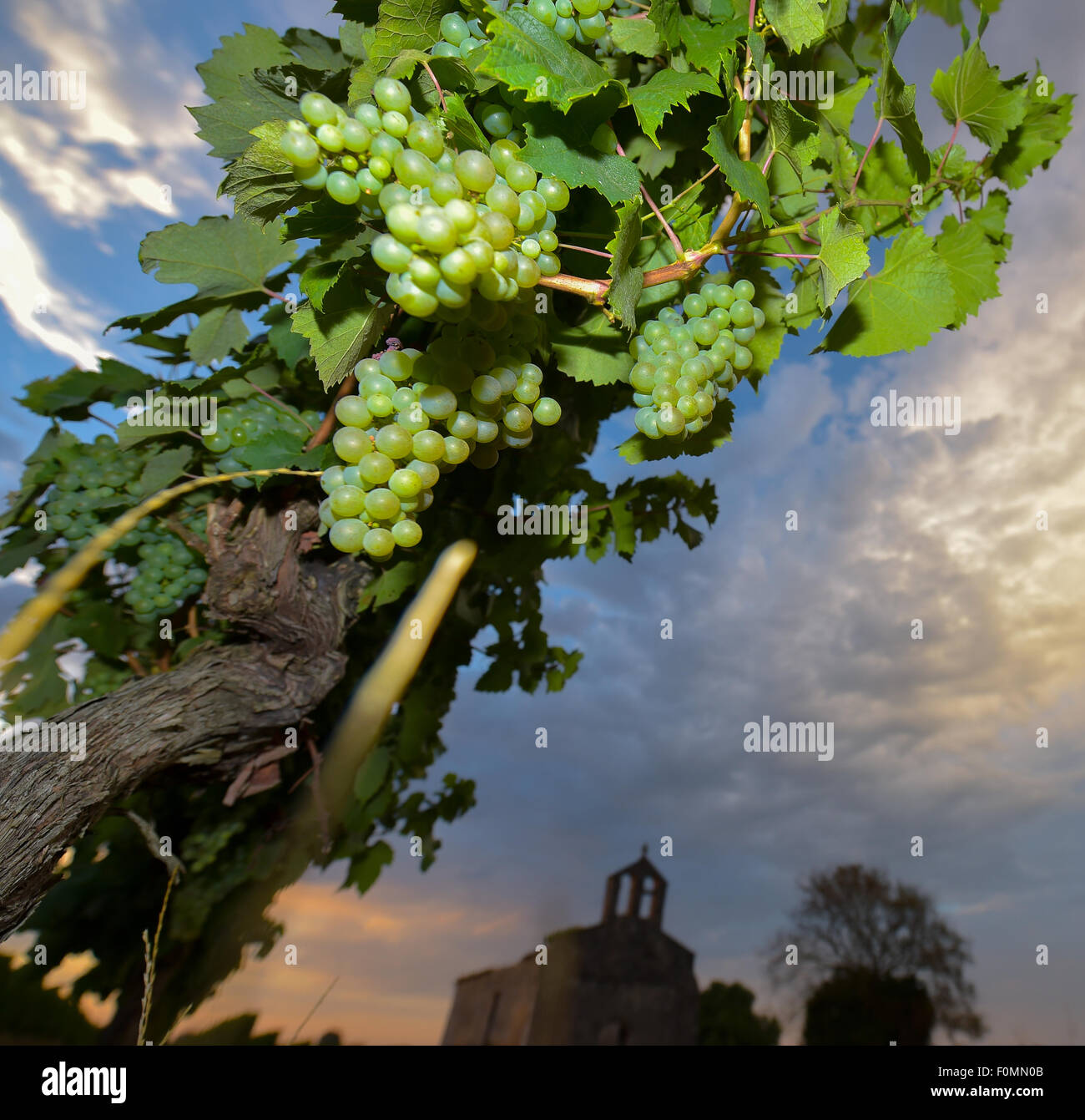 France, Aquitaine, Gironde, 33, La Sauve Majeur.Vignoble Entre deux ...