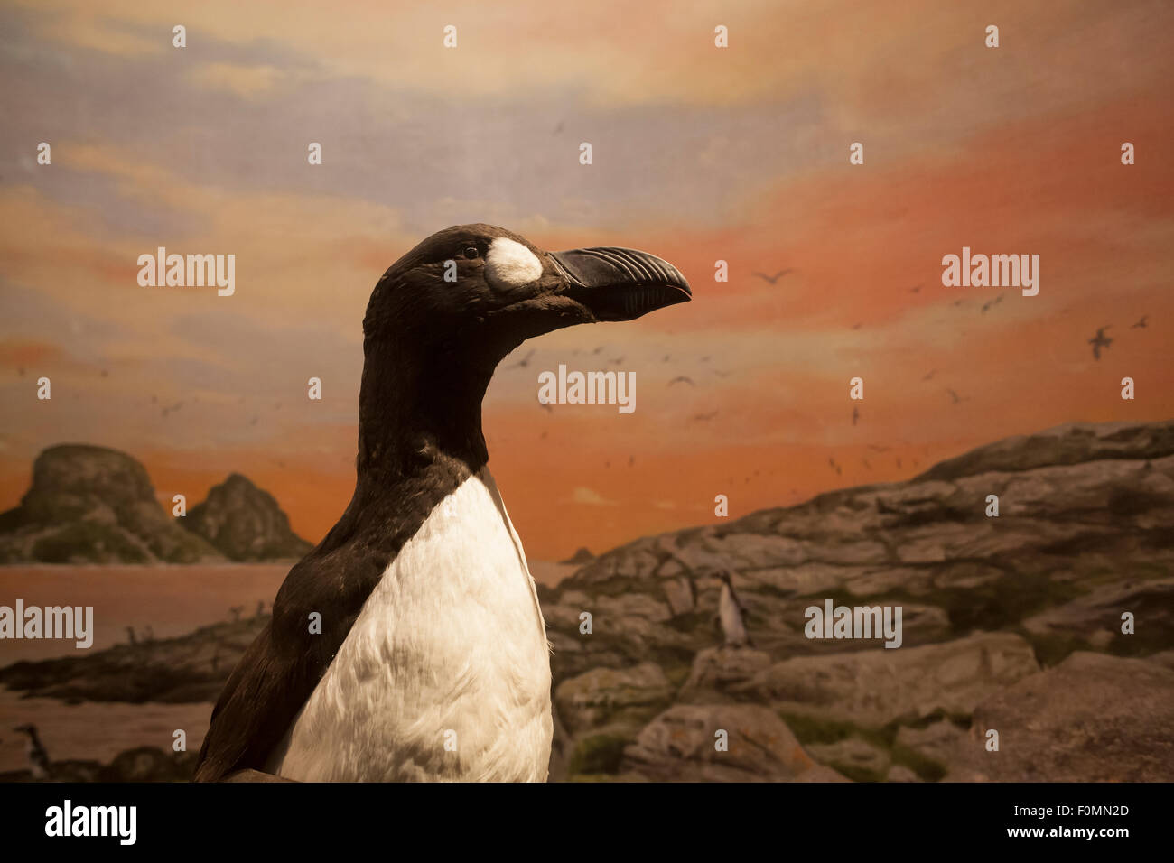 Great Auk (Pinguinus impennis). Natural History Museum. University of ...