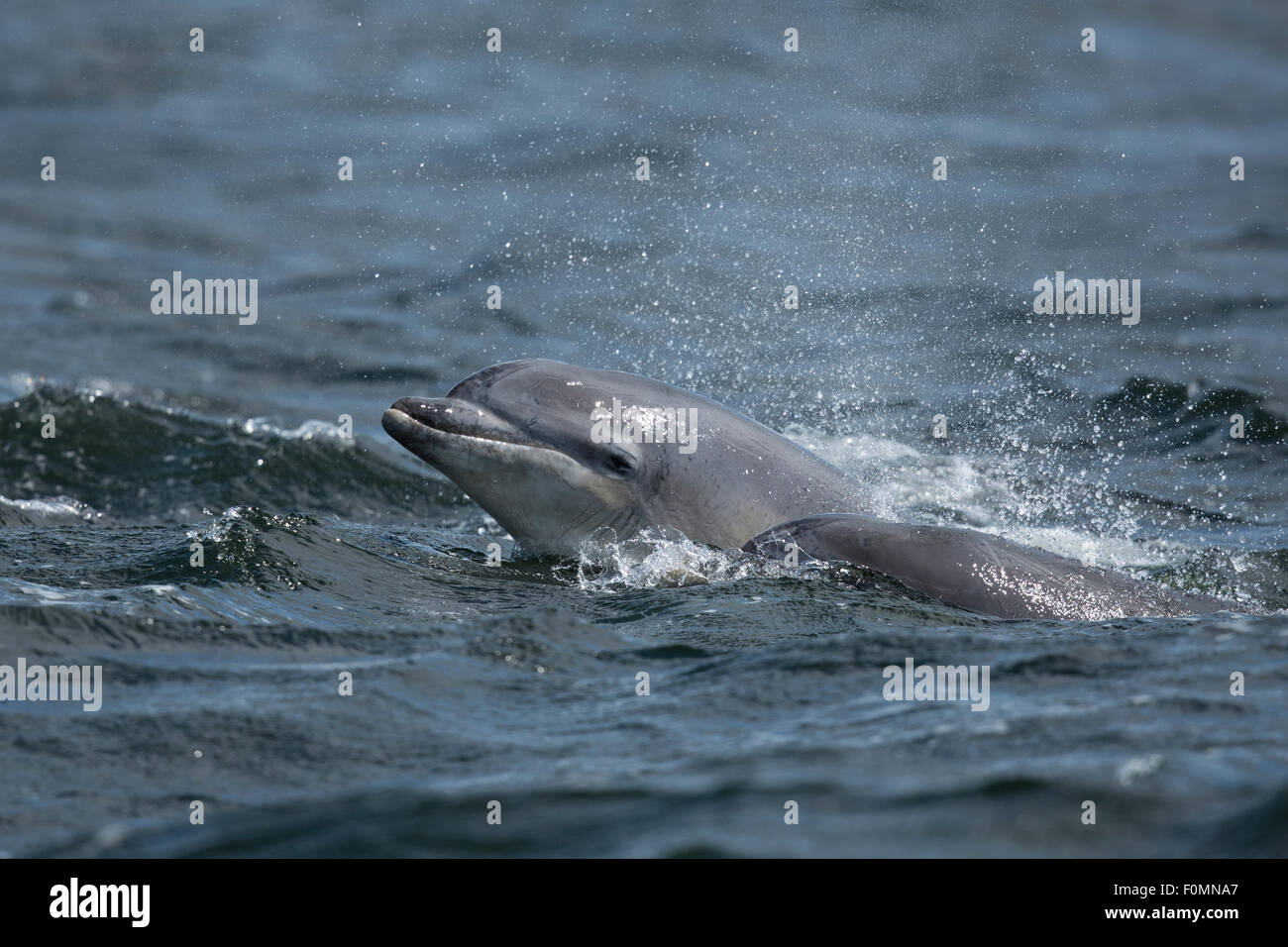 Juvenile Bottlenose Dolphin Tursiops Truncatus High Resolution Stock Photography and Images - Alamy