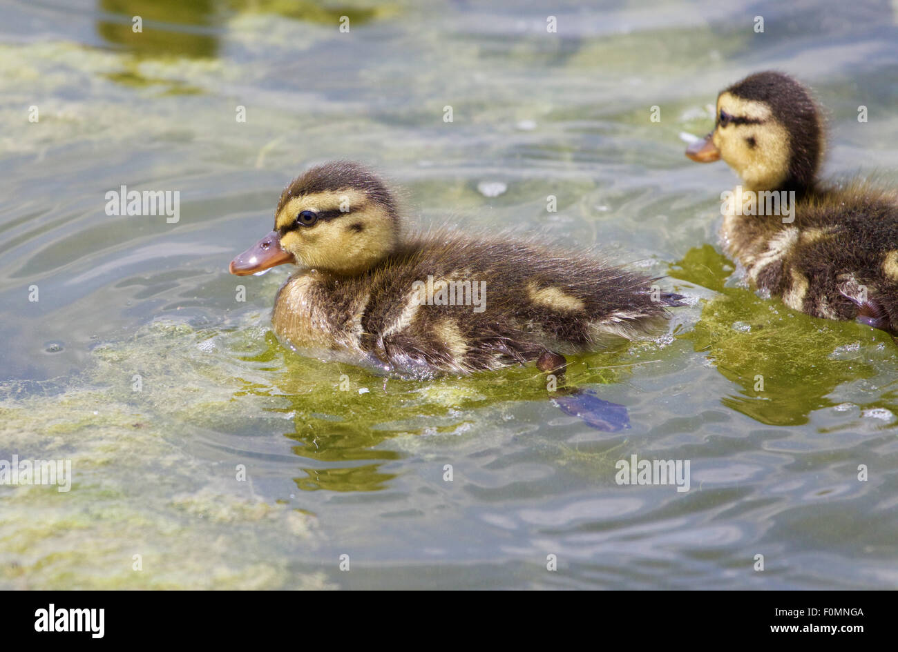Very cute small ducks are swimming Stock Photo - Alamy