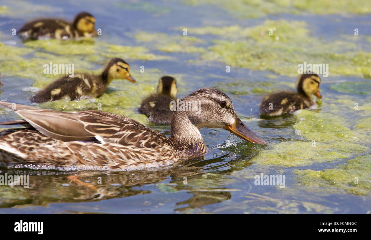 Beautiful mother-duck and her chicks are eating the algae together ...