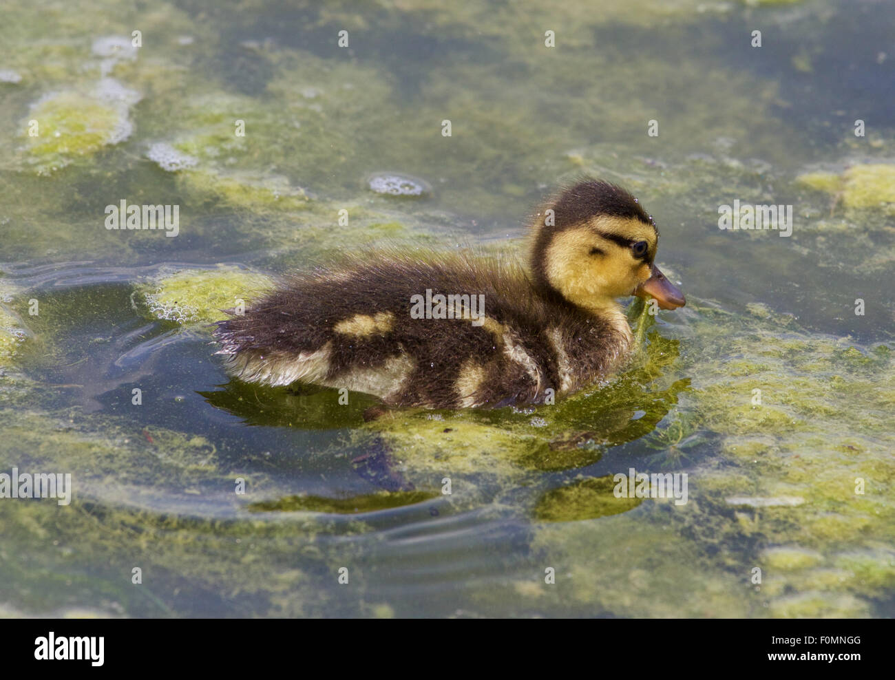 Cute algae hi-res stock photography and images - Alamy