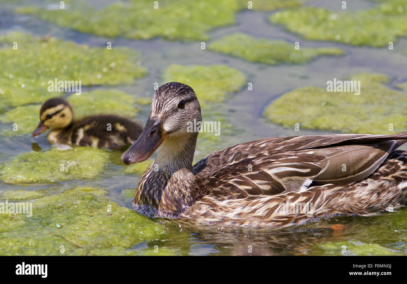 Cute duck chick hi-res stock photography and images - Alamy