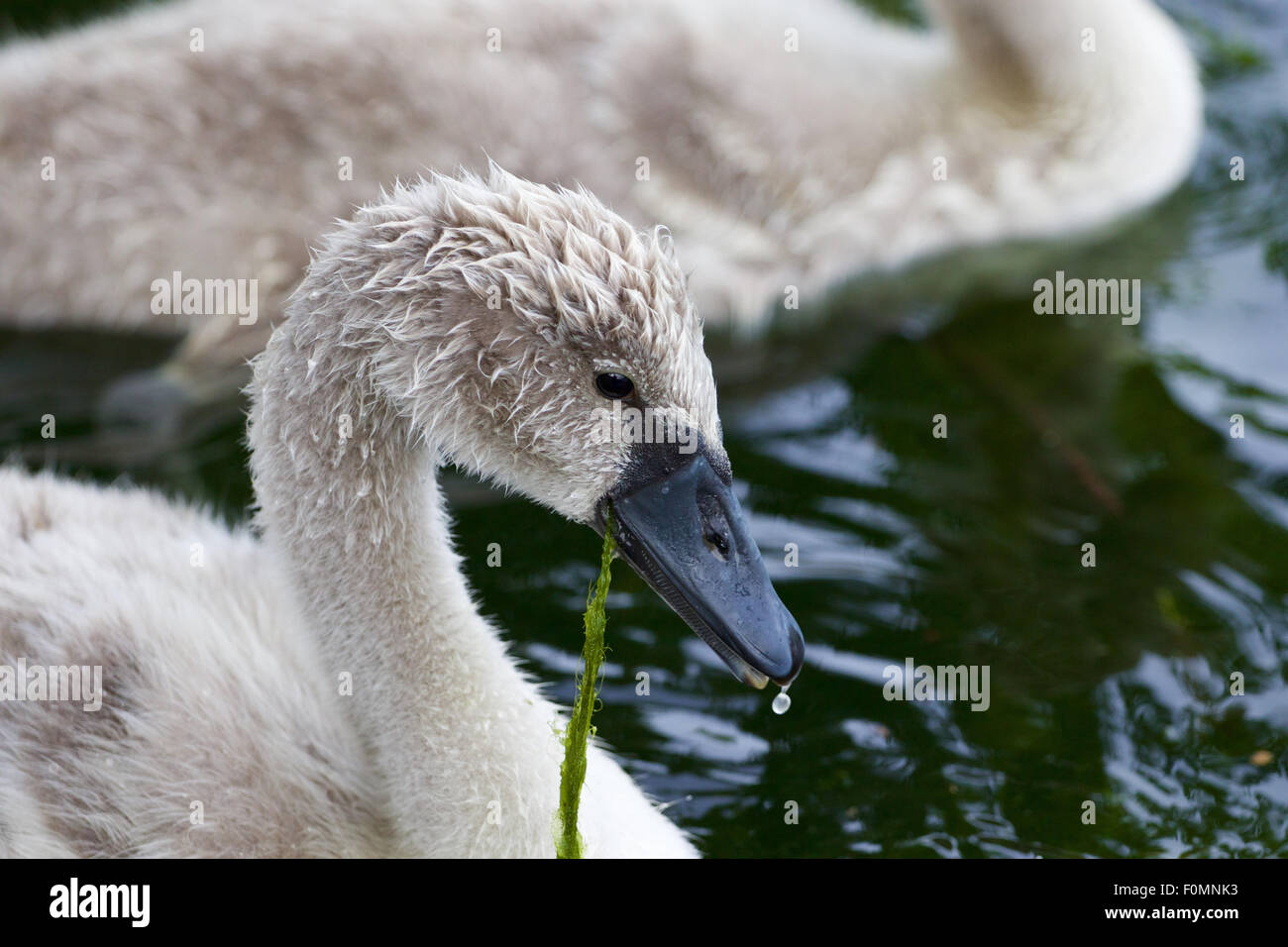 Black swan eating hi-res stock photography and images - Alamy