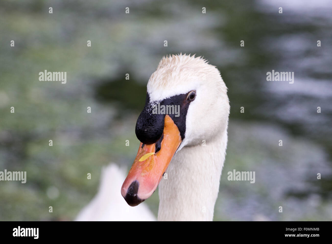 Funny swan hi-res stock photography and images - Alamy