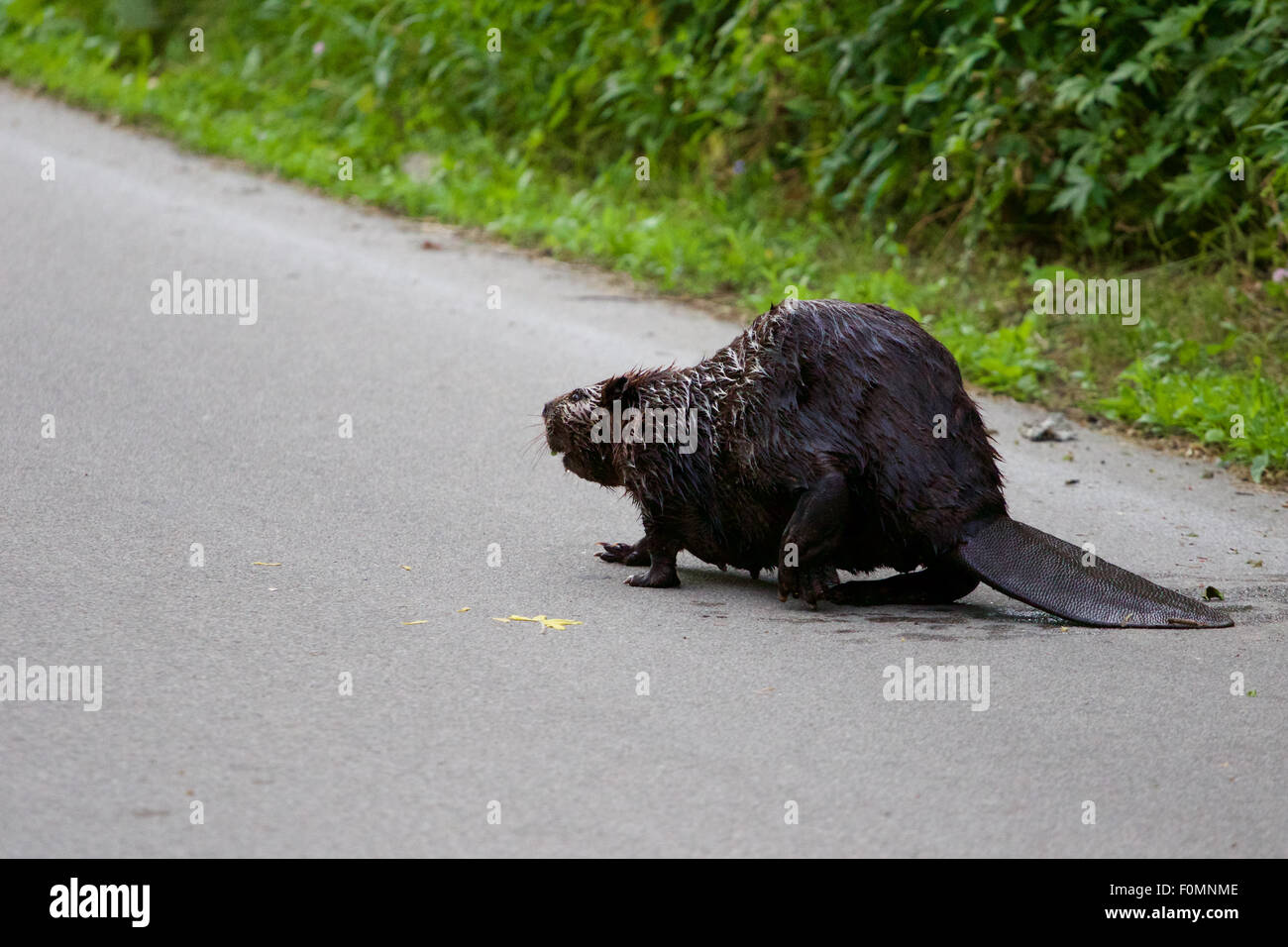 The Canadian beaver on the road Stock Photo - Alamy