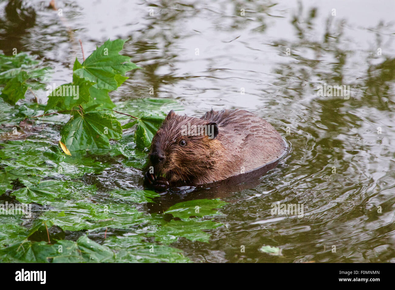 Beaver eating leaves hi-res stock photography and images - Alamy