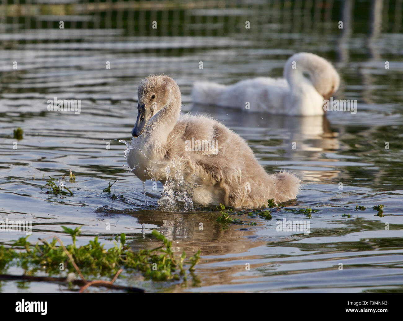 Funny Young Bird High Resolution Stock Photography and Images - Alamy