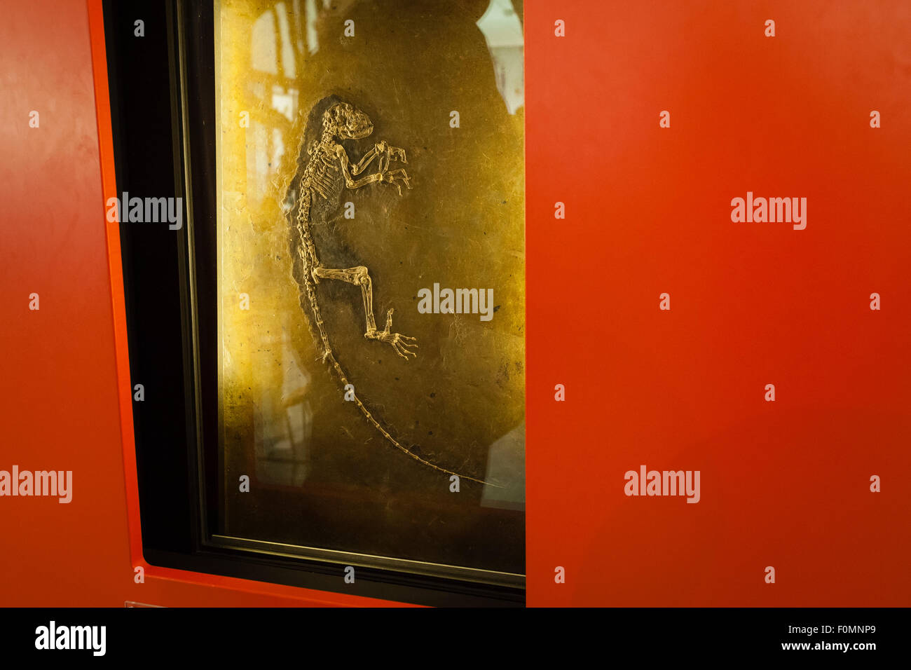 Primate fossil hi-res stock photography and images - Alamy