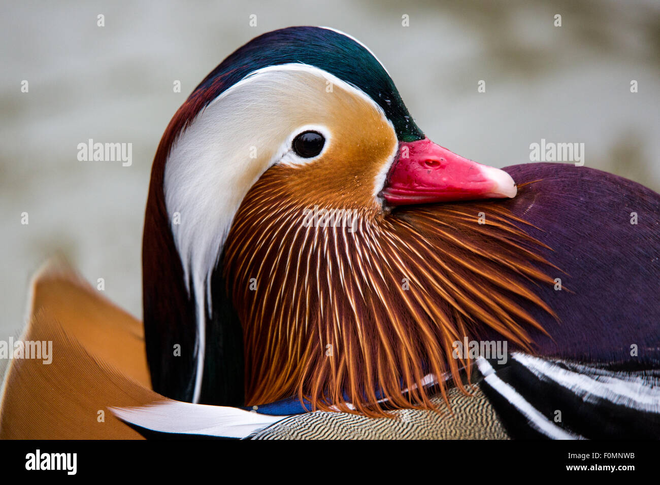 Portrait mandarin duck hi-res stock photography and images - Alamy