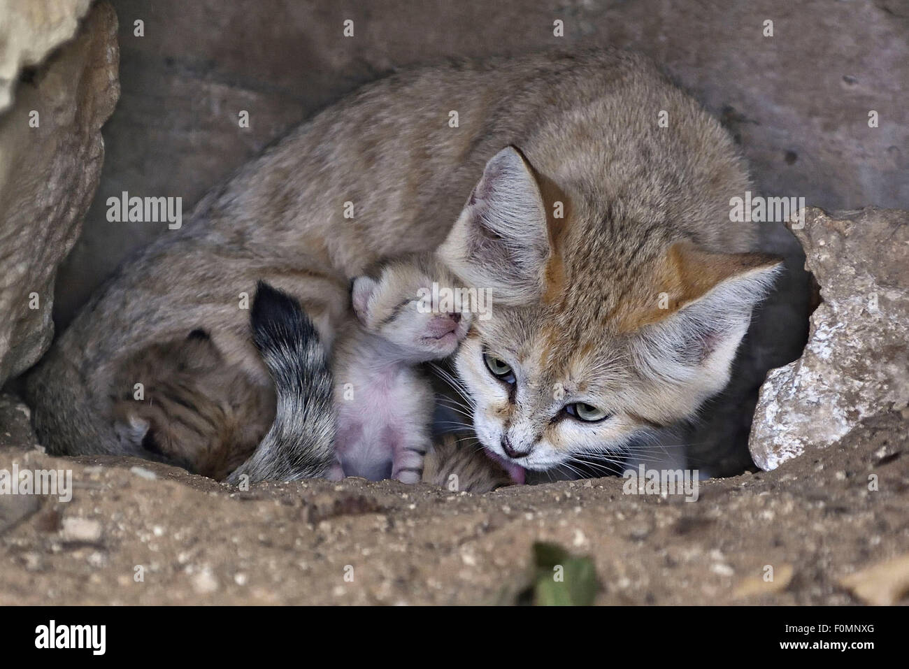 Felis margarita saudi arabia hi-res stock photography and images - Alamy