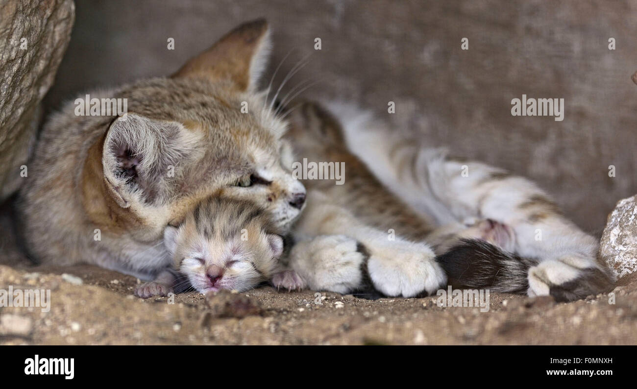 Zoos of the future hi-res stock photography and images - Alamy