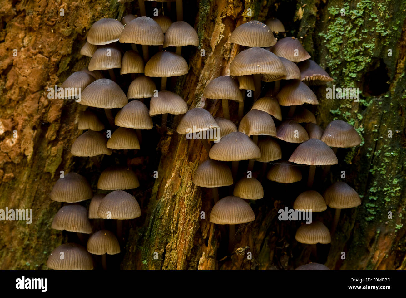 Funghi growing on trunk tree hi-res stock photography and images - Alamy