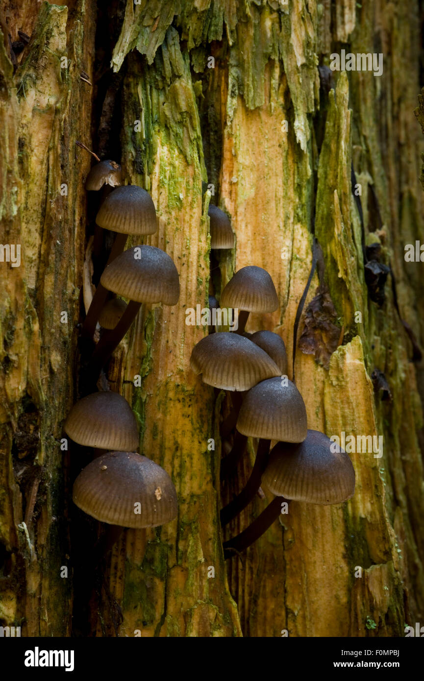 Funghi growing on trunk tree hi-res stock photography and images - Alamy